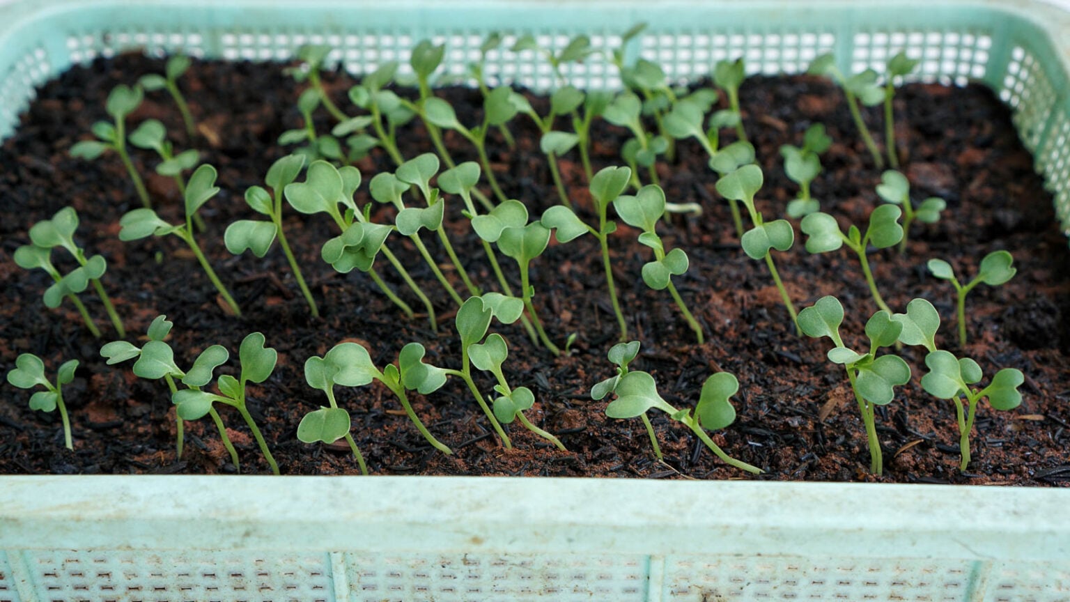 How to Grow Pak Choi Microgreens in 5 Easy Steps