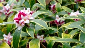 21 Best Boxwood Alternatives For Your Landscape