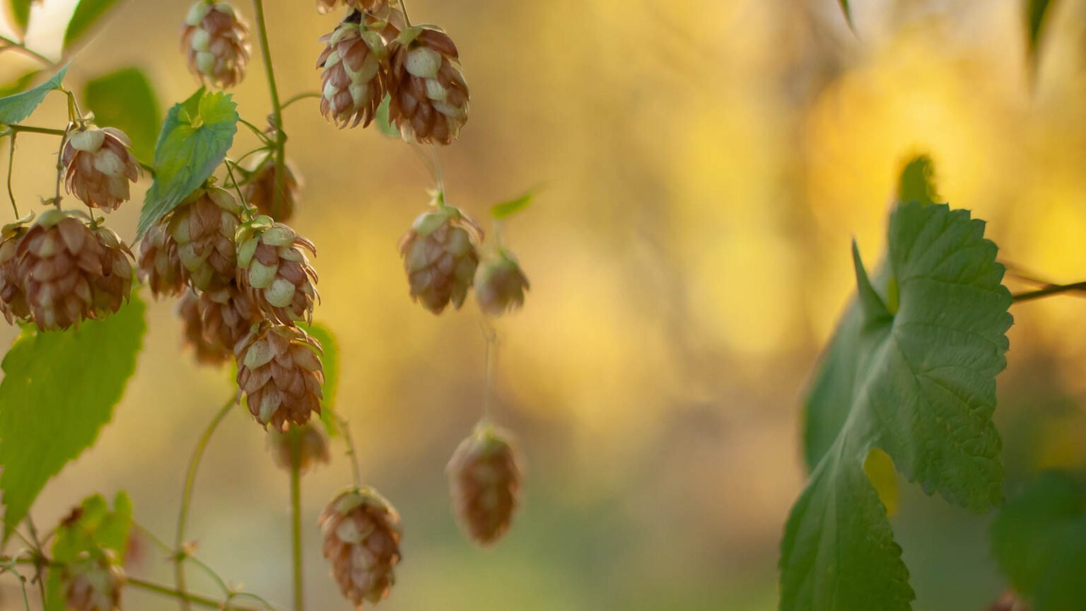 How to Plant, Grow, and Care for Hops