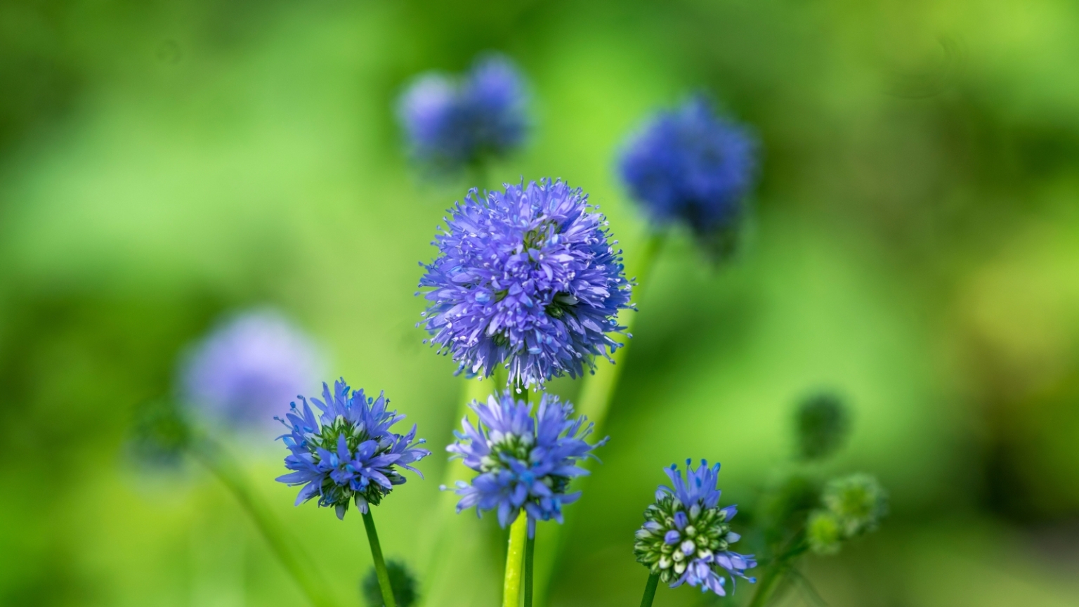 How to Plant, Grow, and Care for Blue Thimble Flower
