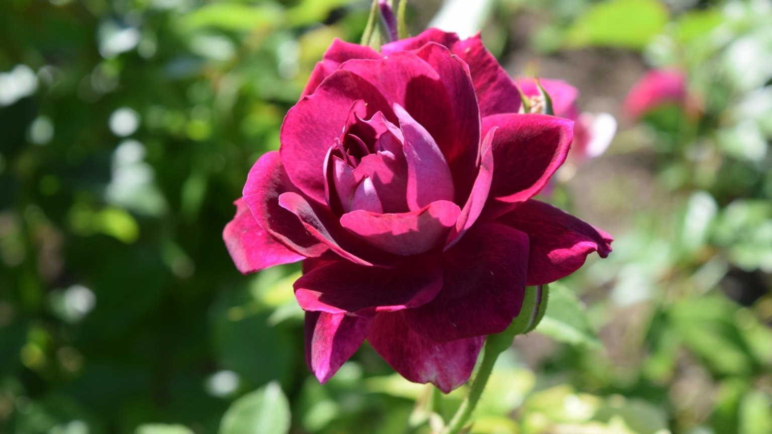 How to Plant, Grow, and Care for 'Iceberg' Roses