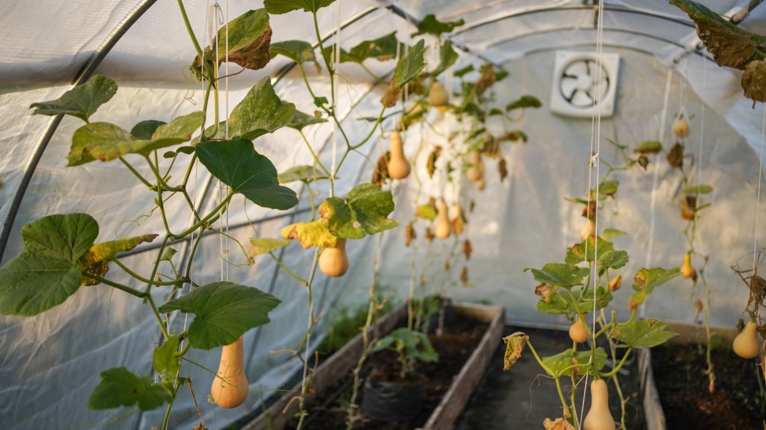 How To Grow Squash Vertically For the Best Harvest