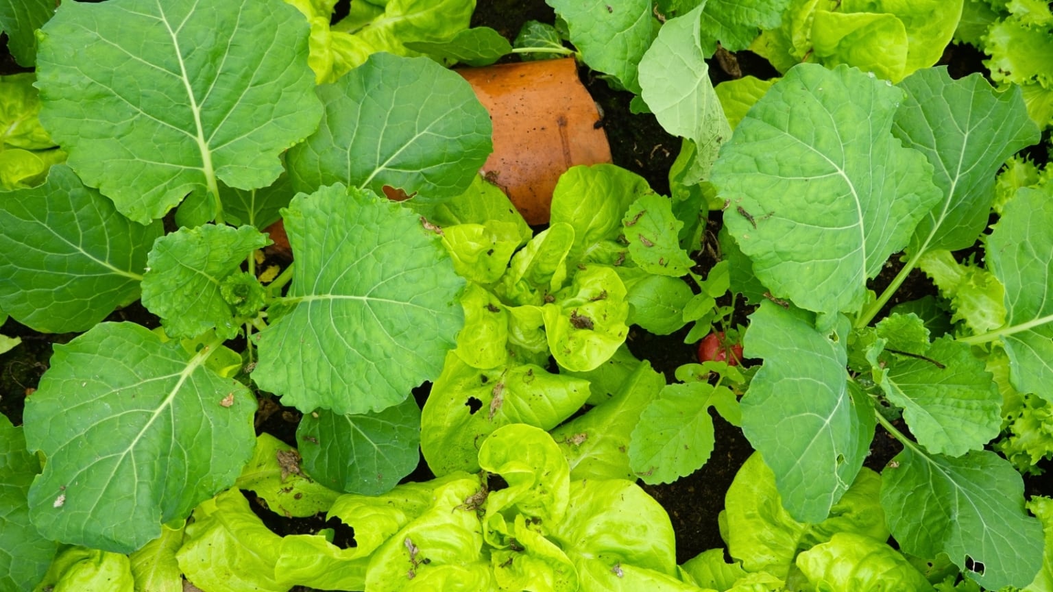 How to Grow Cauliflower in Raised Beds: A Complete Guide