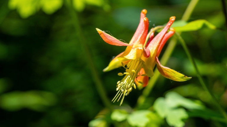 29 California Native Plants for Home Gardens