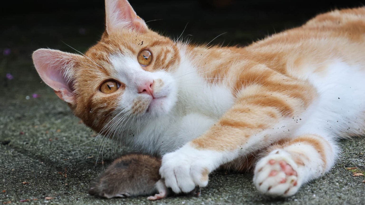 10 Ways to Keep Rats Out of the Garden