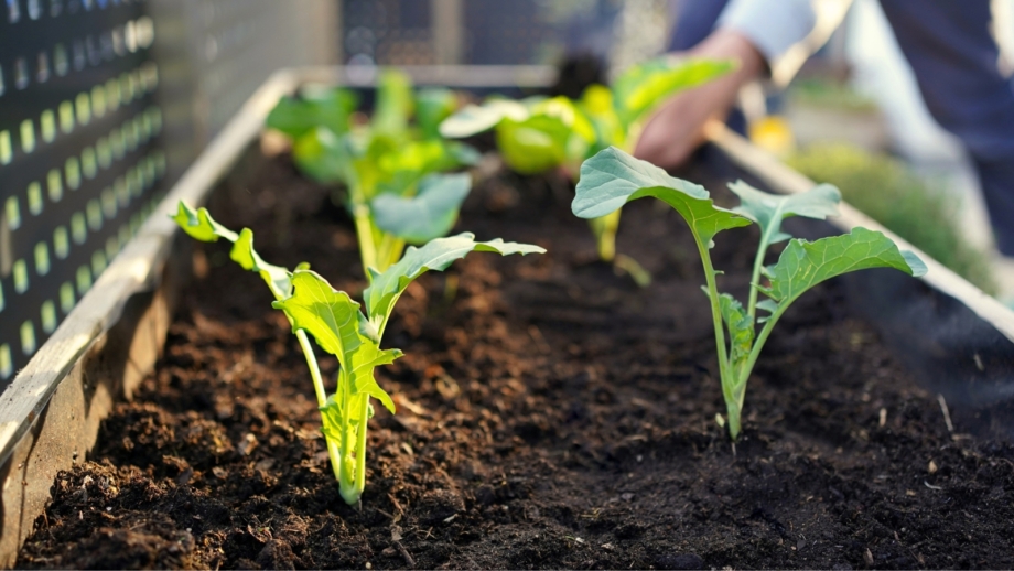 How to Grow Cauliflower in Raised Beds: A Complete Guide