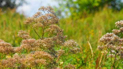 How to Plant, Grow, and Care for Chervil