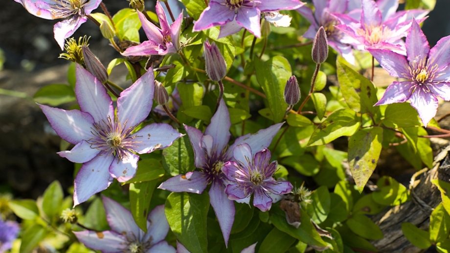 5 Common Clematis Diseases and How to Treat Them