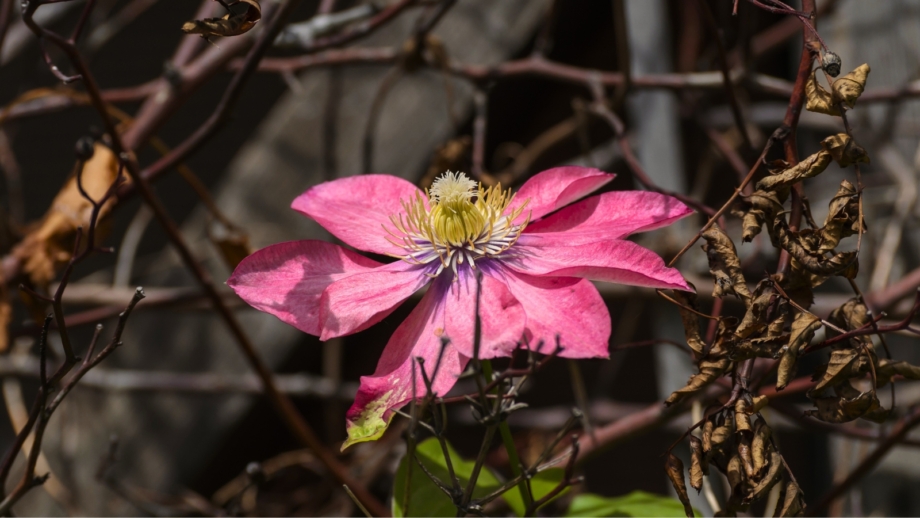 Why Is My Clematis Wilting?