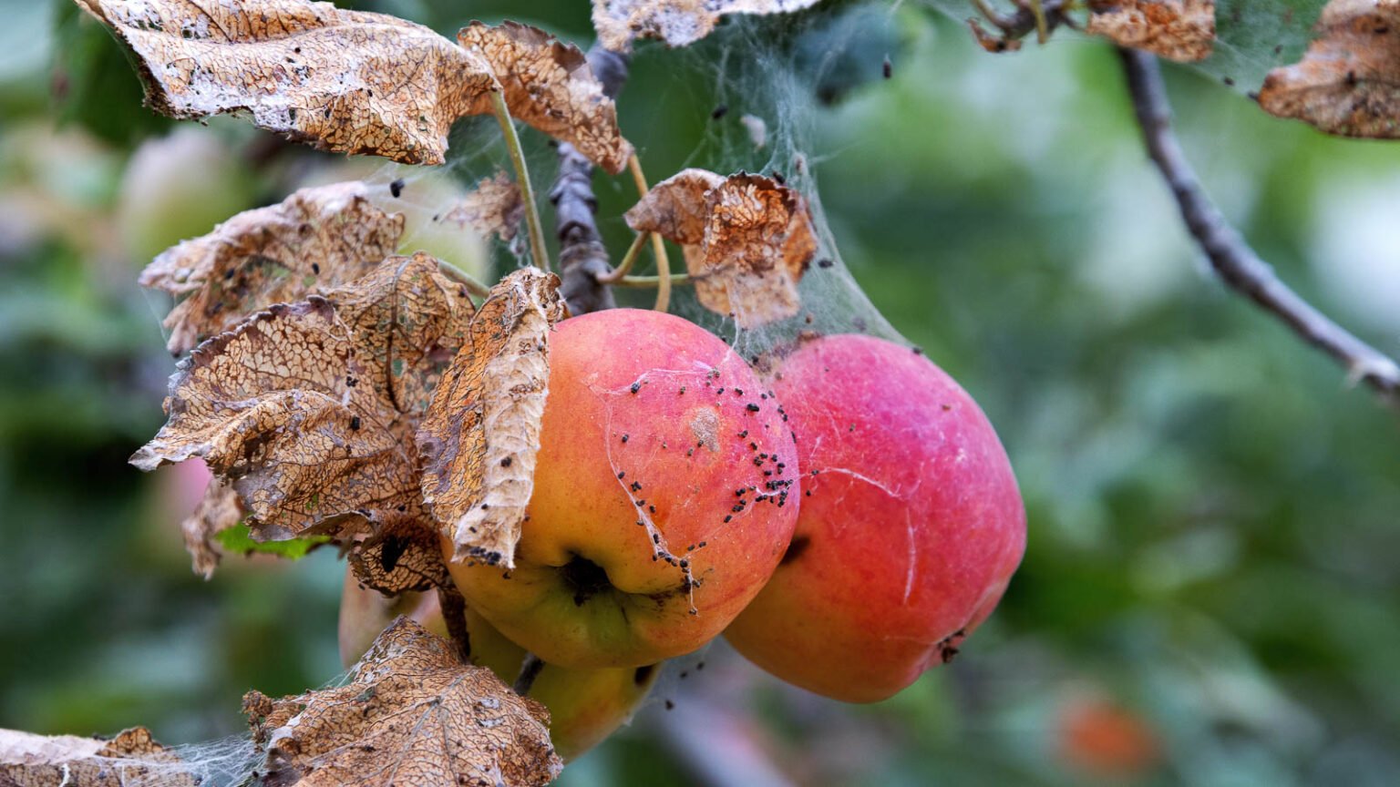 How to Identify and Get Rid of Codling Moth