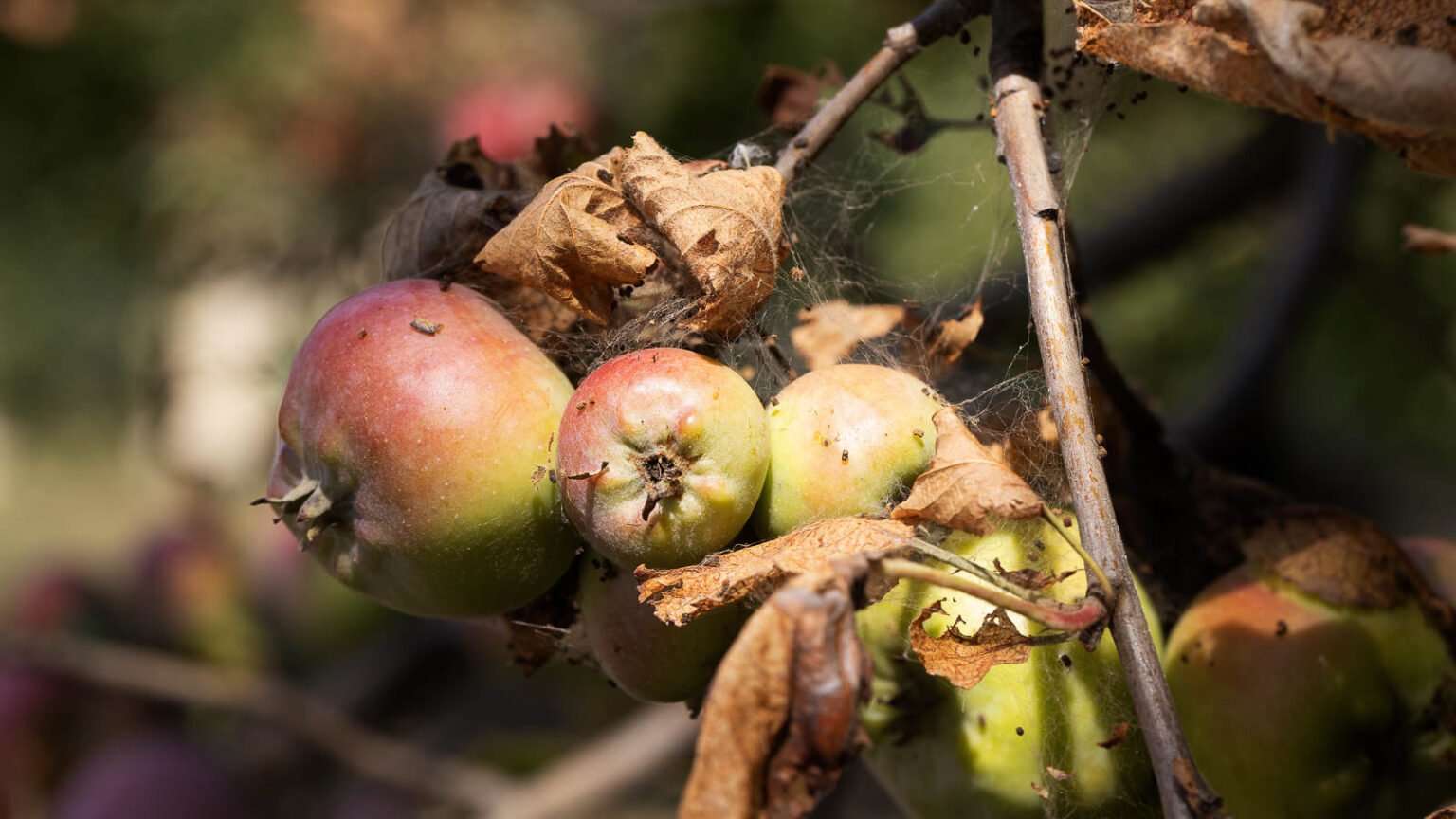 How to Identify and Get Rid of Codling Moth