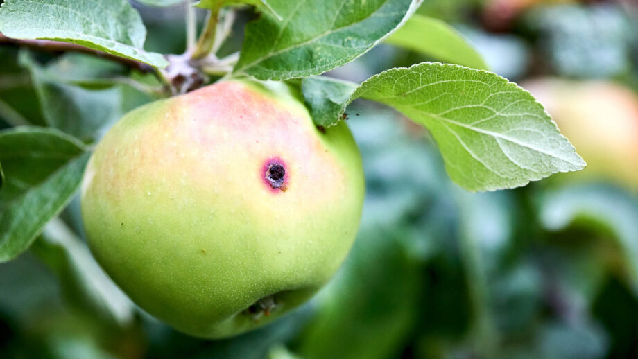 How to Identify and Get Rid of Codling Moth