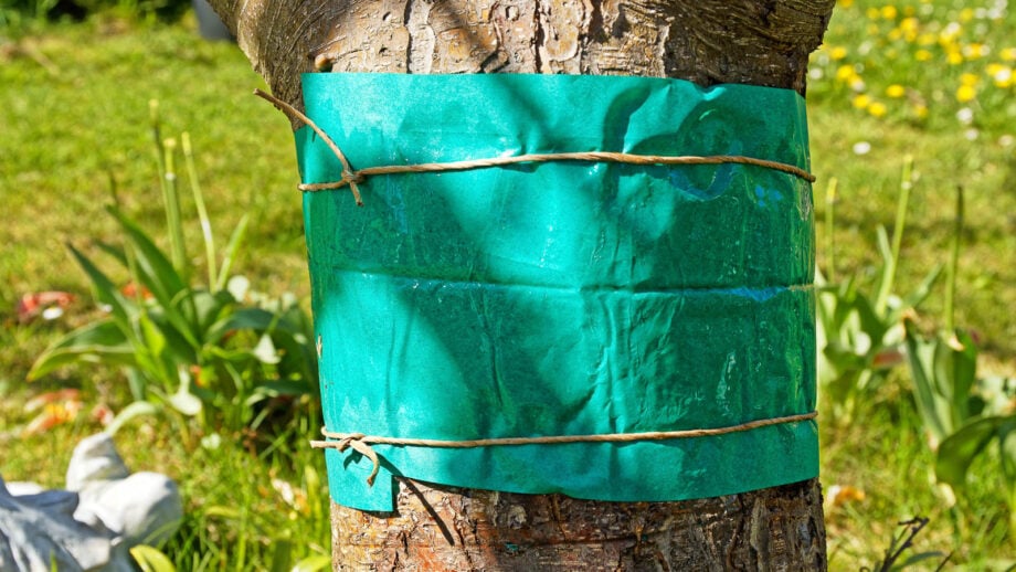 How to Identify and Get Rid of Codling Moth