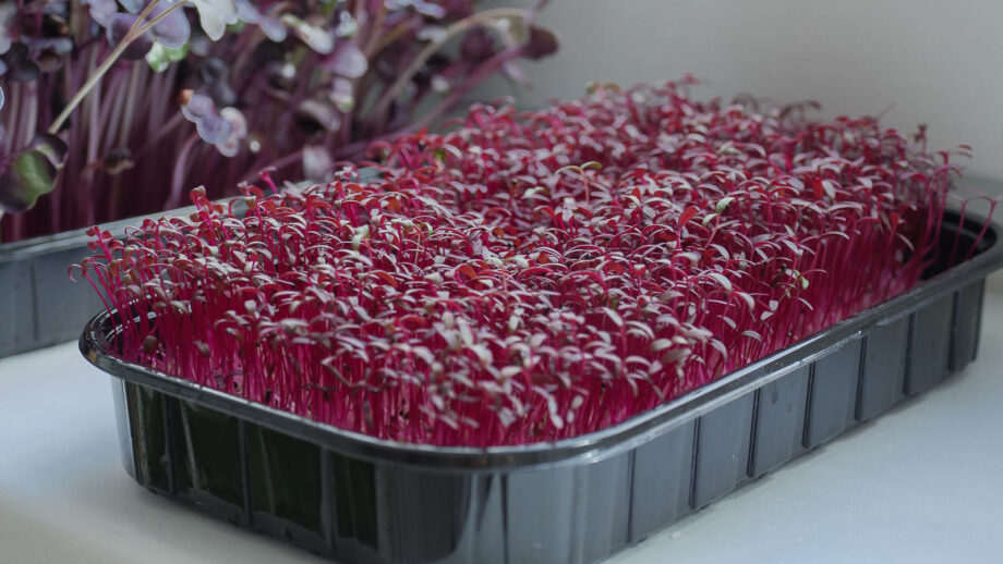 How to Grow Amaranth Microgreens in 5 Easy Steps
