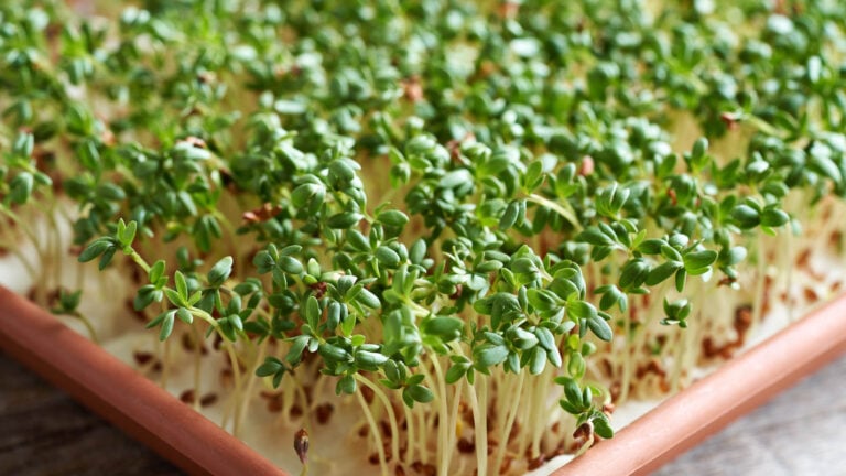 How to Grow Cress Microgreens in 5 Easy Steps