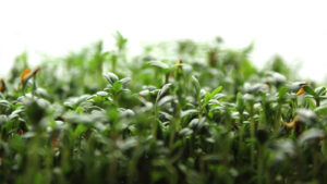 How to Grow Cress Microgreens in 5 Easy Steps