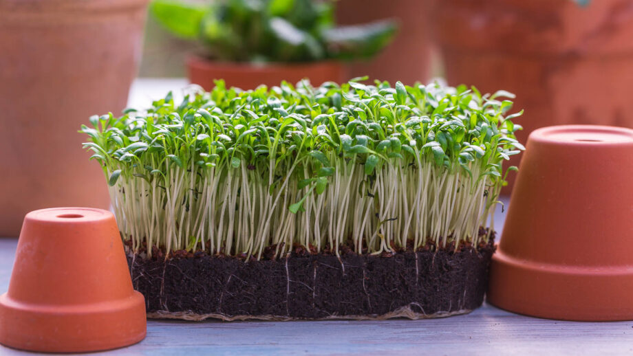 How to Grow Cress Microgreens in 5 Easy Steps