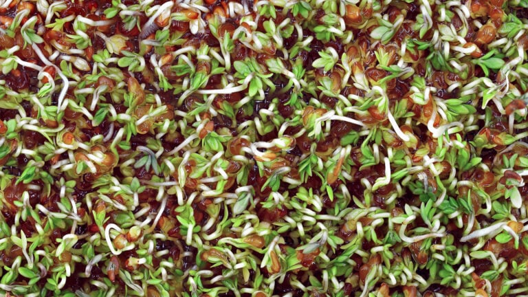 How to Grow Cress Microgreens in 5 Easy Steps