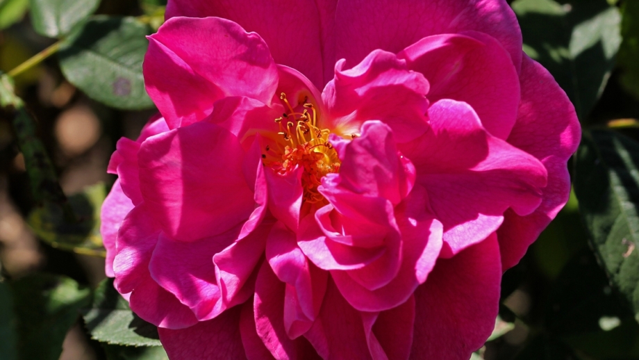 How to Plant, Grow, and Care for 'Henri Martin' Roses