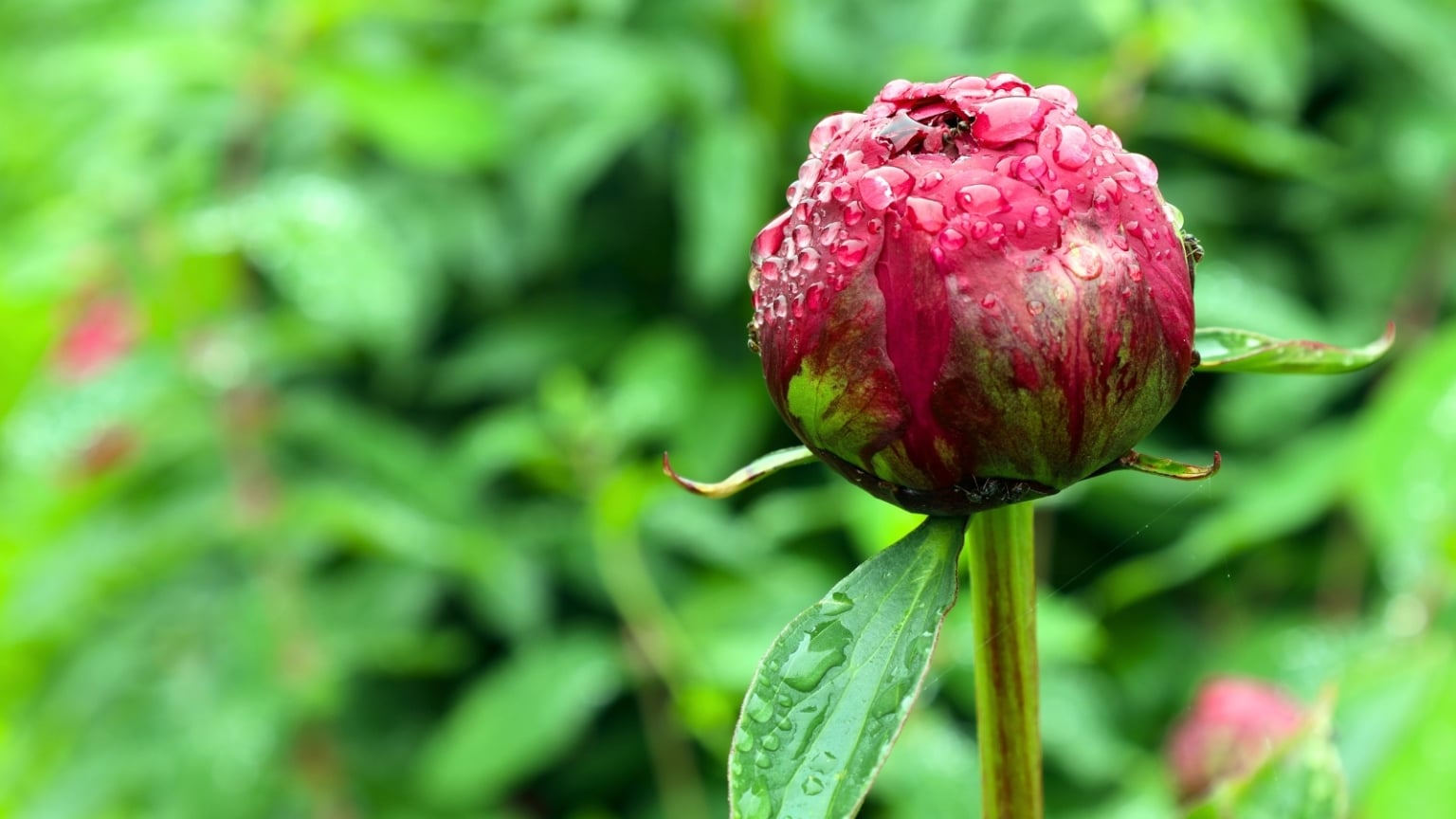 23 Flowers You Should Always Cut in the Bud Stage