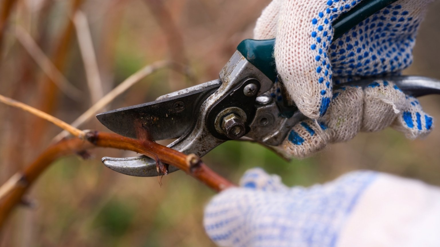 How to Prune Raspberries in 7 Steps