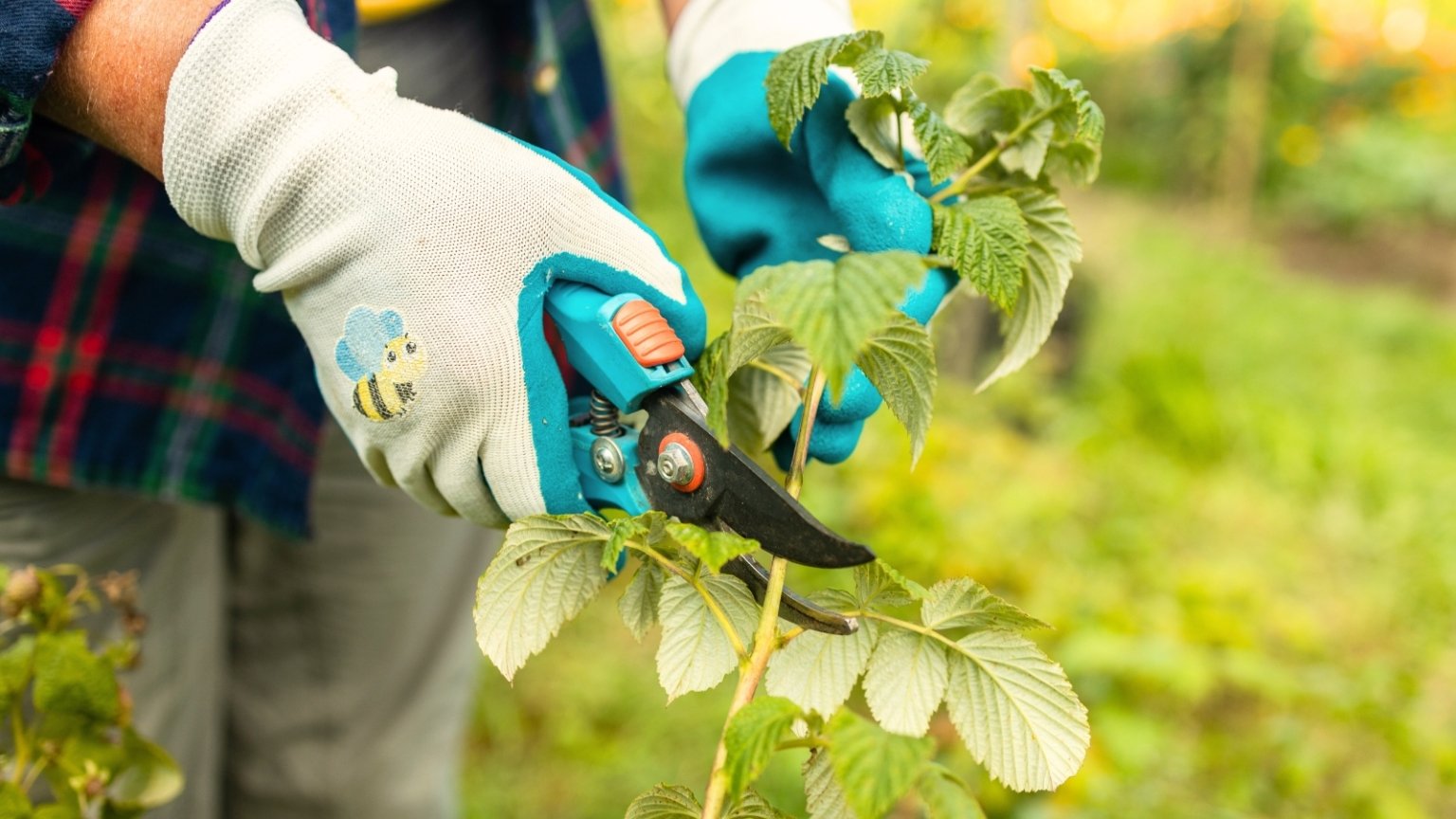How to Prune Raspberries in 7 Steps