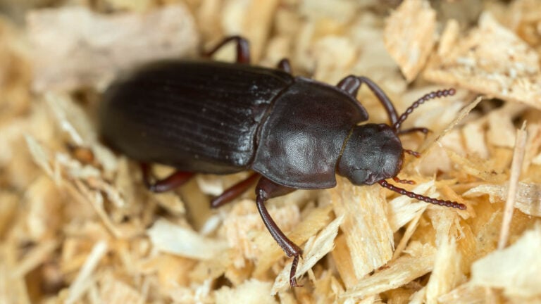 How to Identify and Control Darkling Beetle