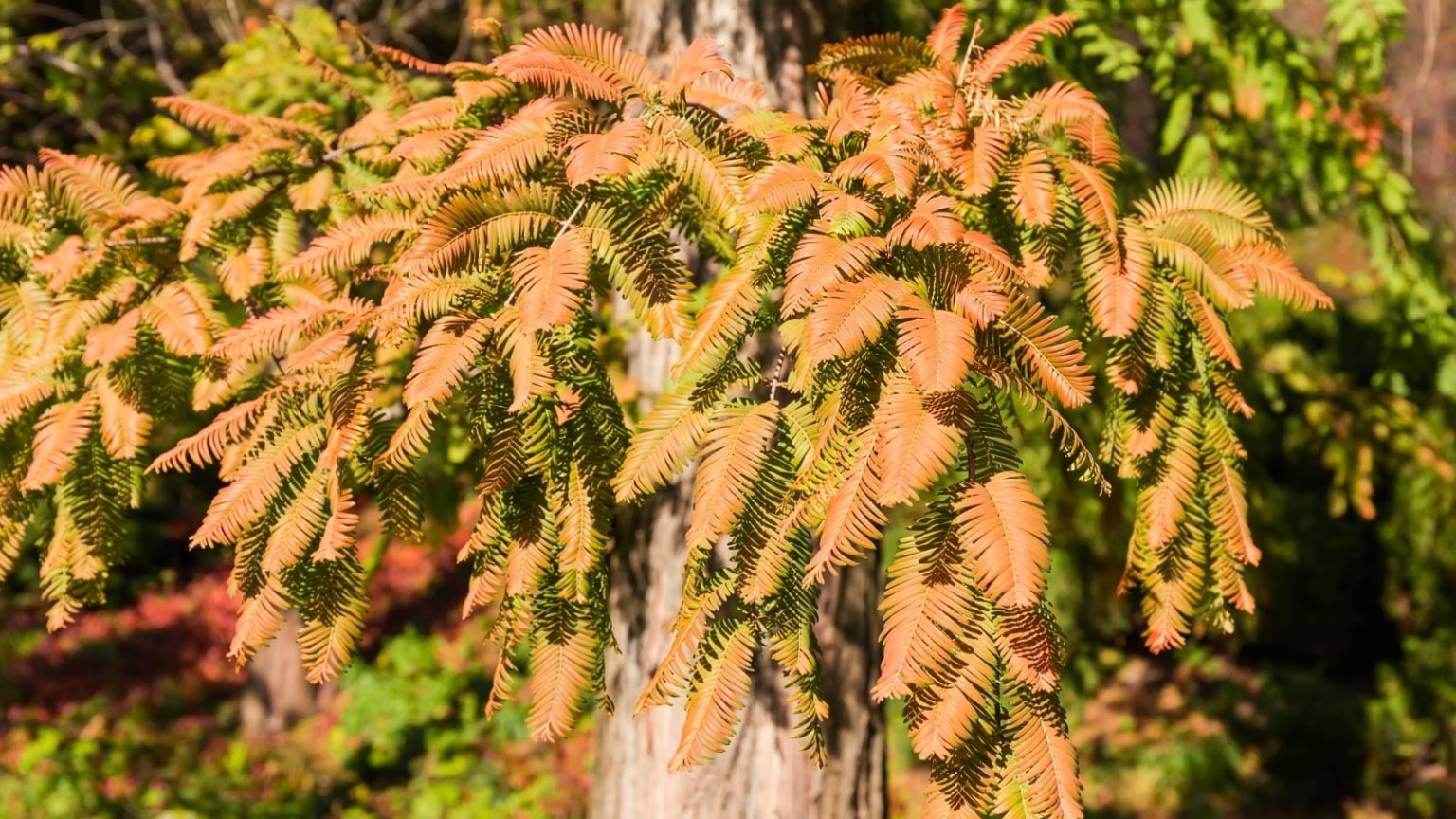 How to Plant, Grow, and Care for Dawn Redwood Trees
