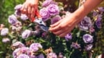 How To Deadhead Roses For More Blooms