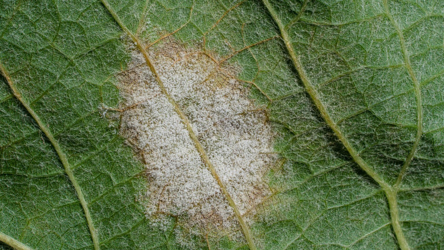 How to Plant, Grow, and Care for Ice Plant