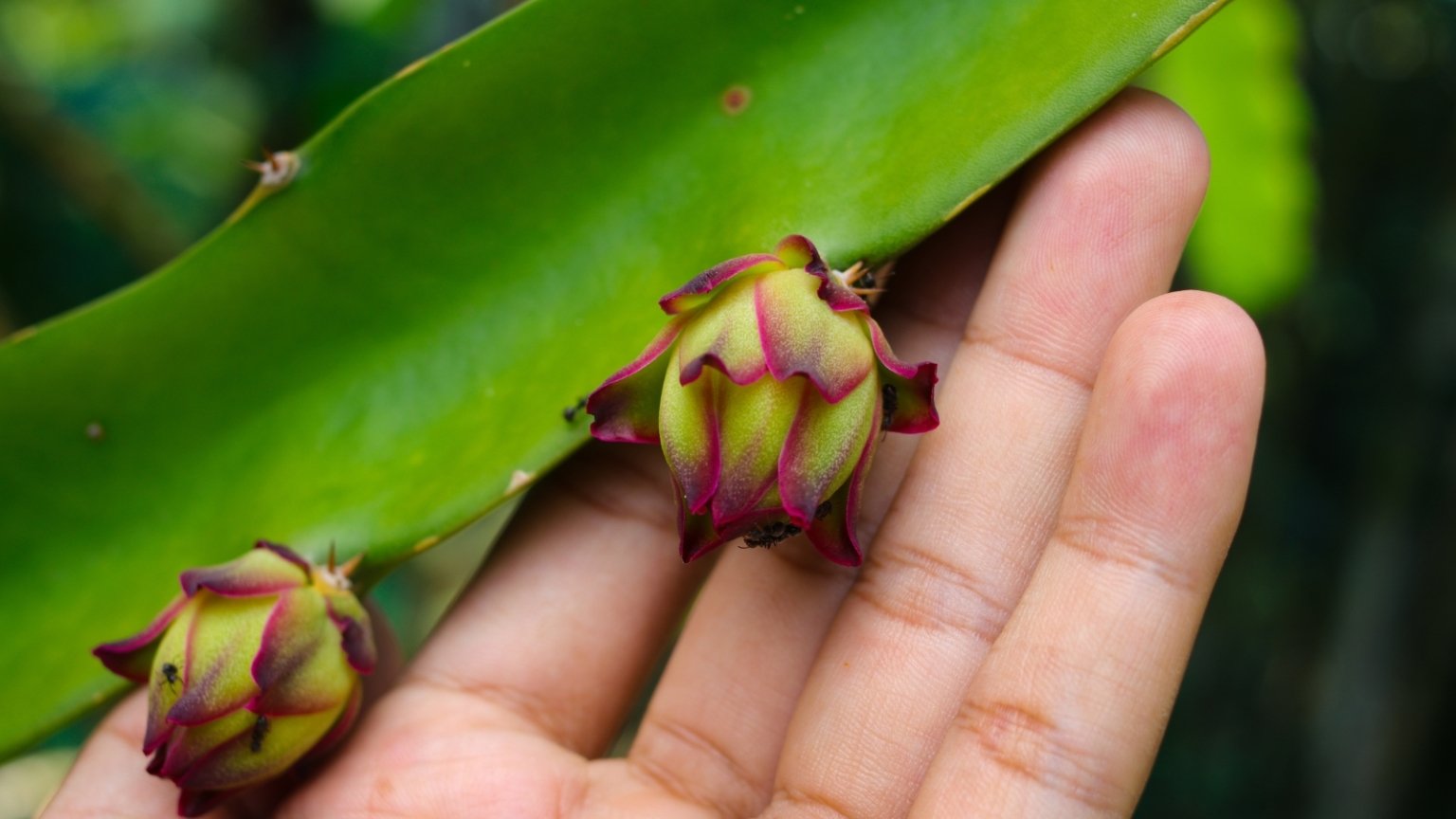 How Fast Do Dragon Fruit Trees Grow?