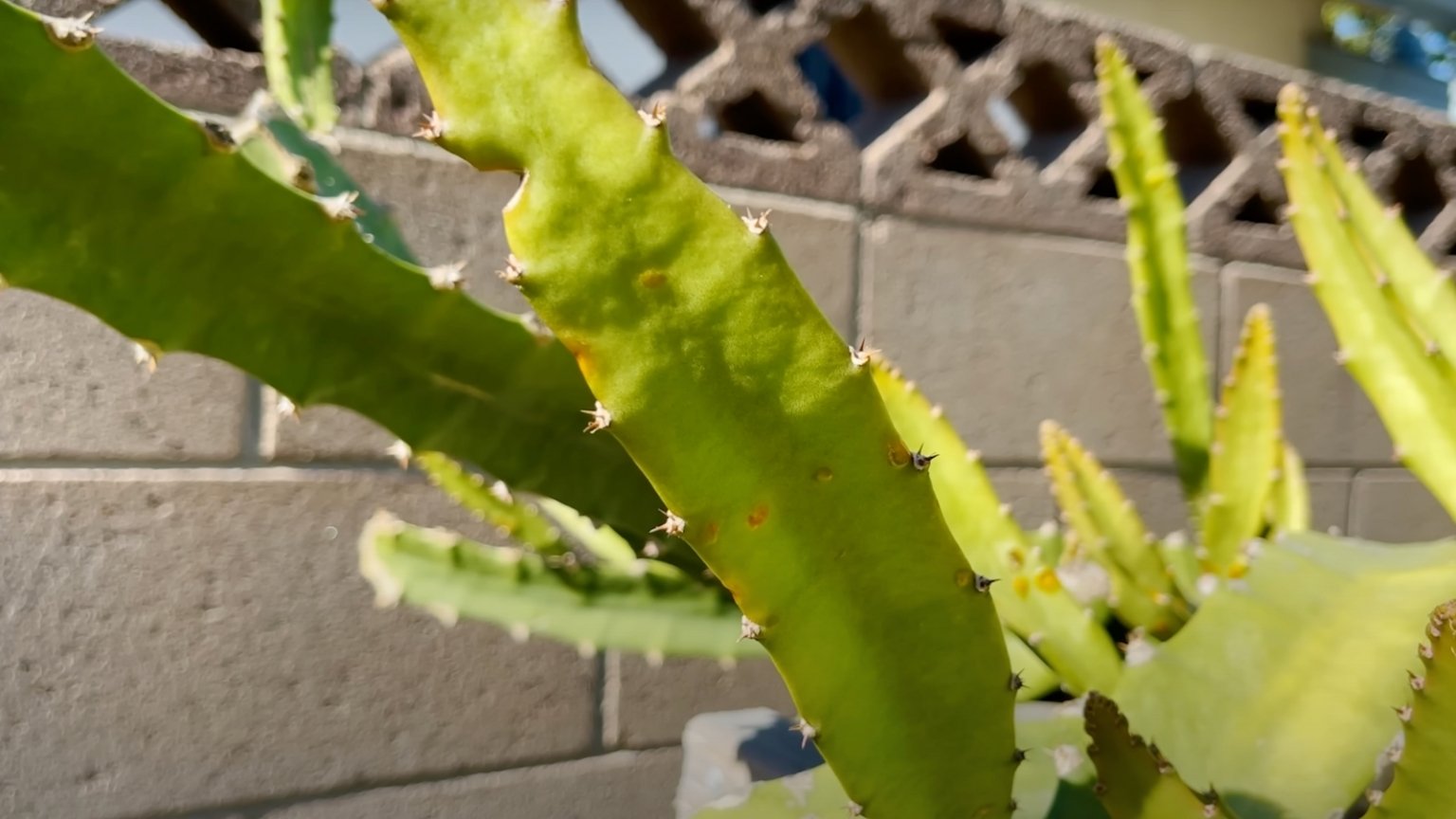 9 Common Dragon Fruit-Growing Problems