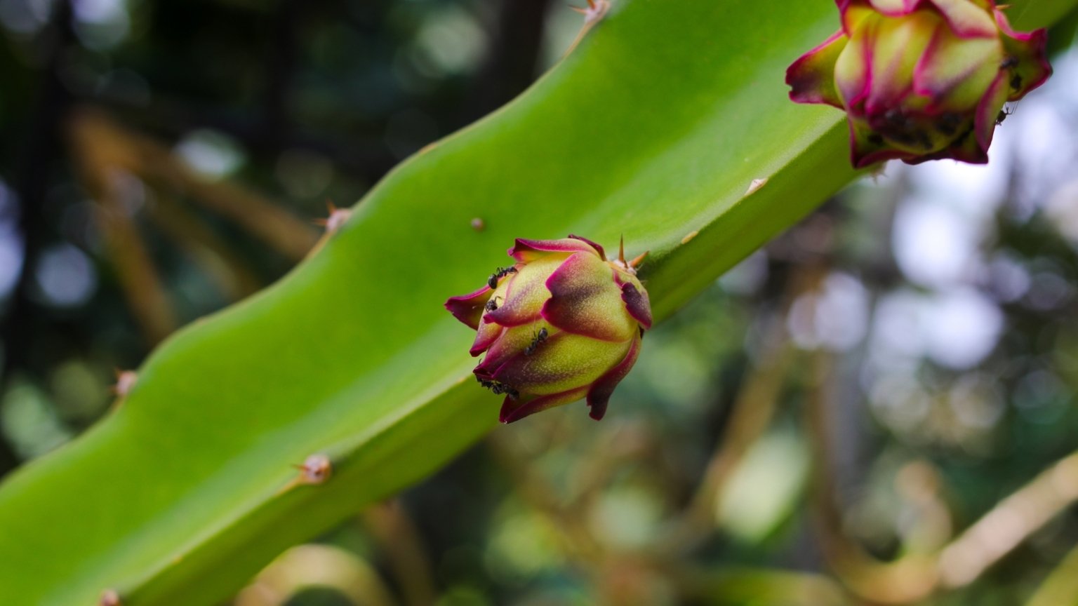 9 Common Dragon Fruit-Growing Problems