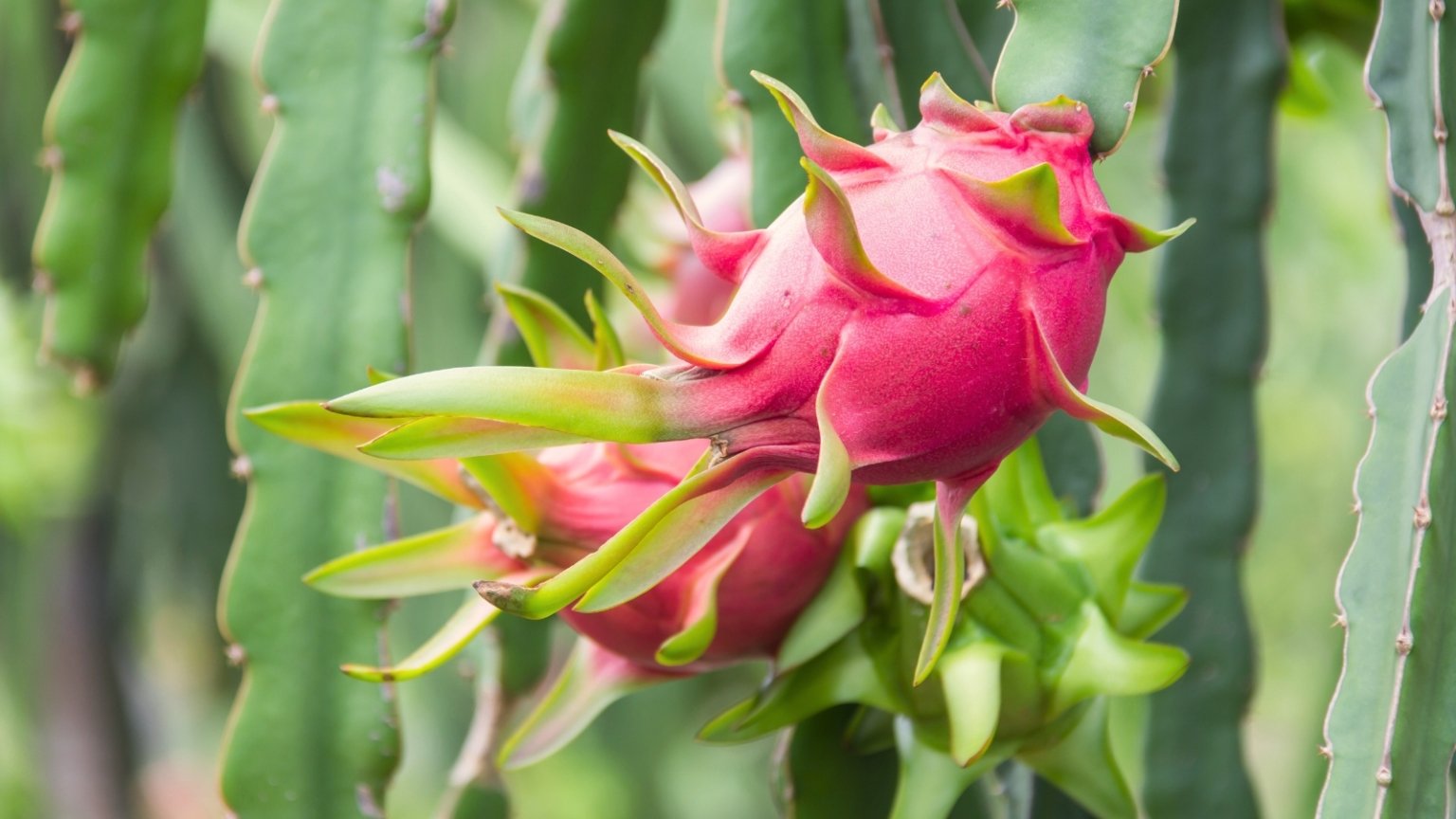 How Fast Do Dragon Fruit Trees Grow?