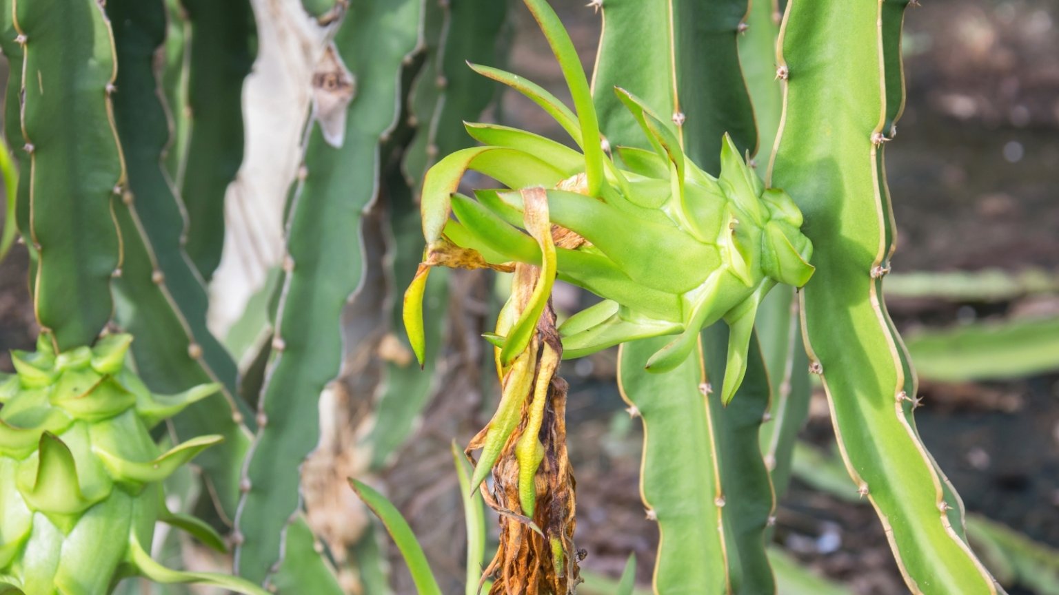 9 Common Dragon Fruit-Growing Problems