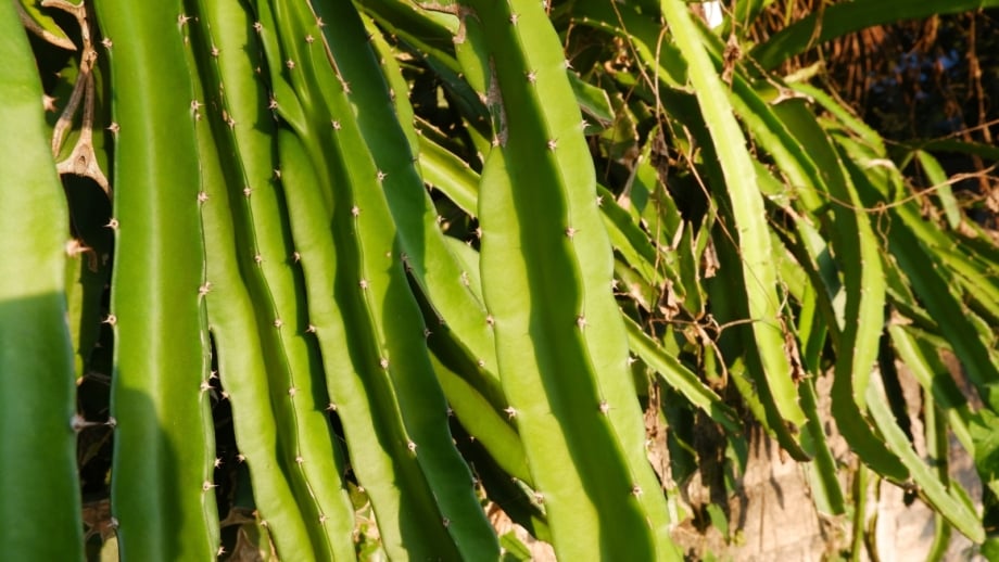 How to Grow Dragon Fruit in Pots and Containers