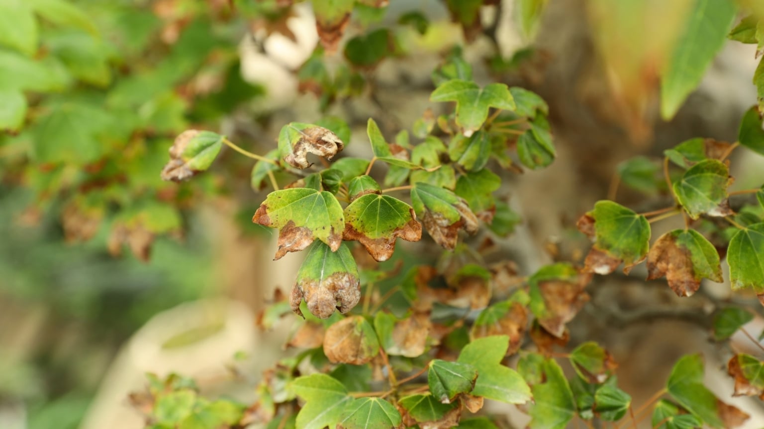 What is Salt Burn in Plants?