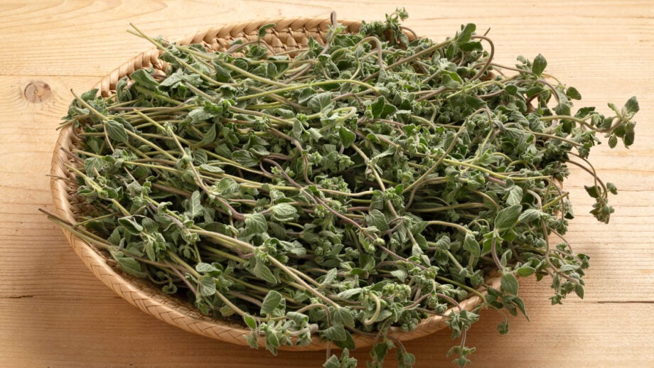 How to Plant, Grow, and Care for Marjoram