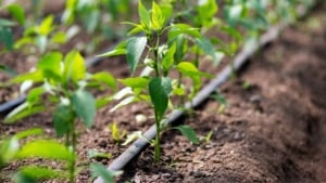 7 Best Types of Garden Irrigation: Compare and Contrast