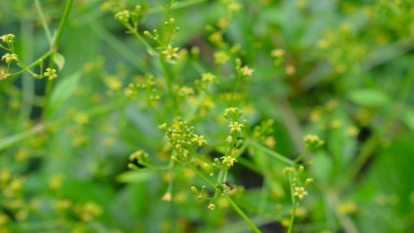 How to Plant, Grow, and Care for Madder Root