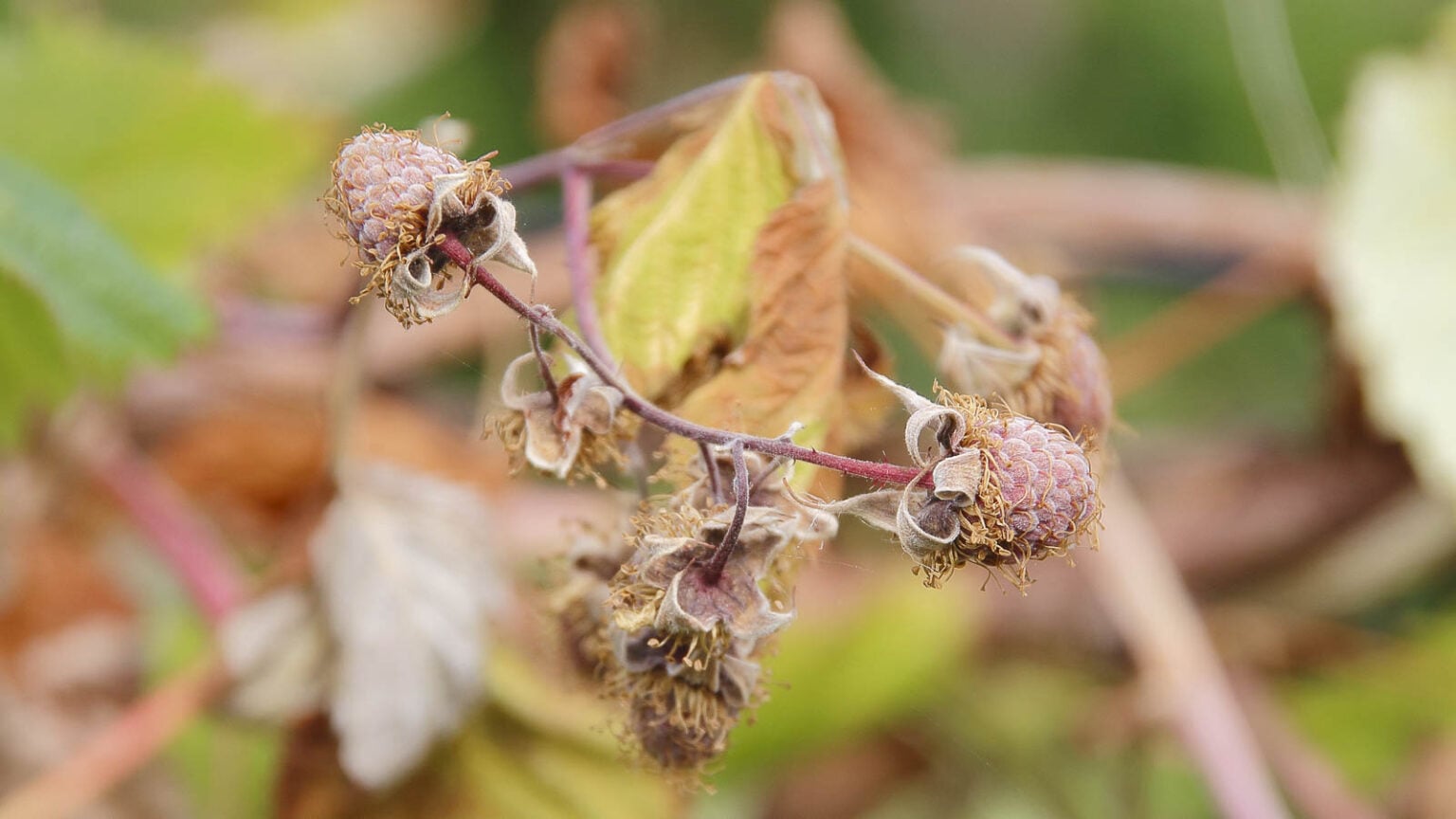 How to Identify and Control Raspberry Crown Borer
