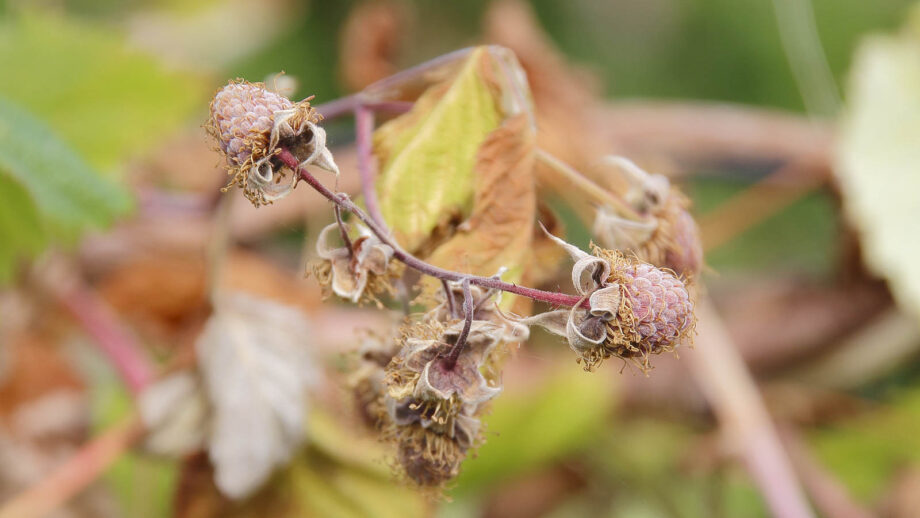How to Identify and Control Raspberry Crown Borer