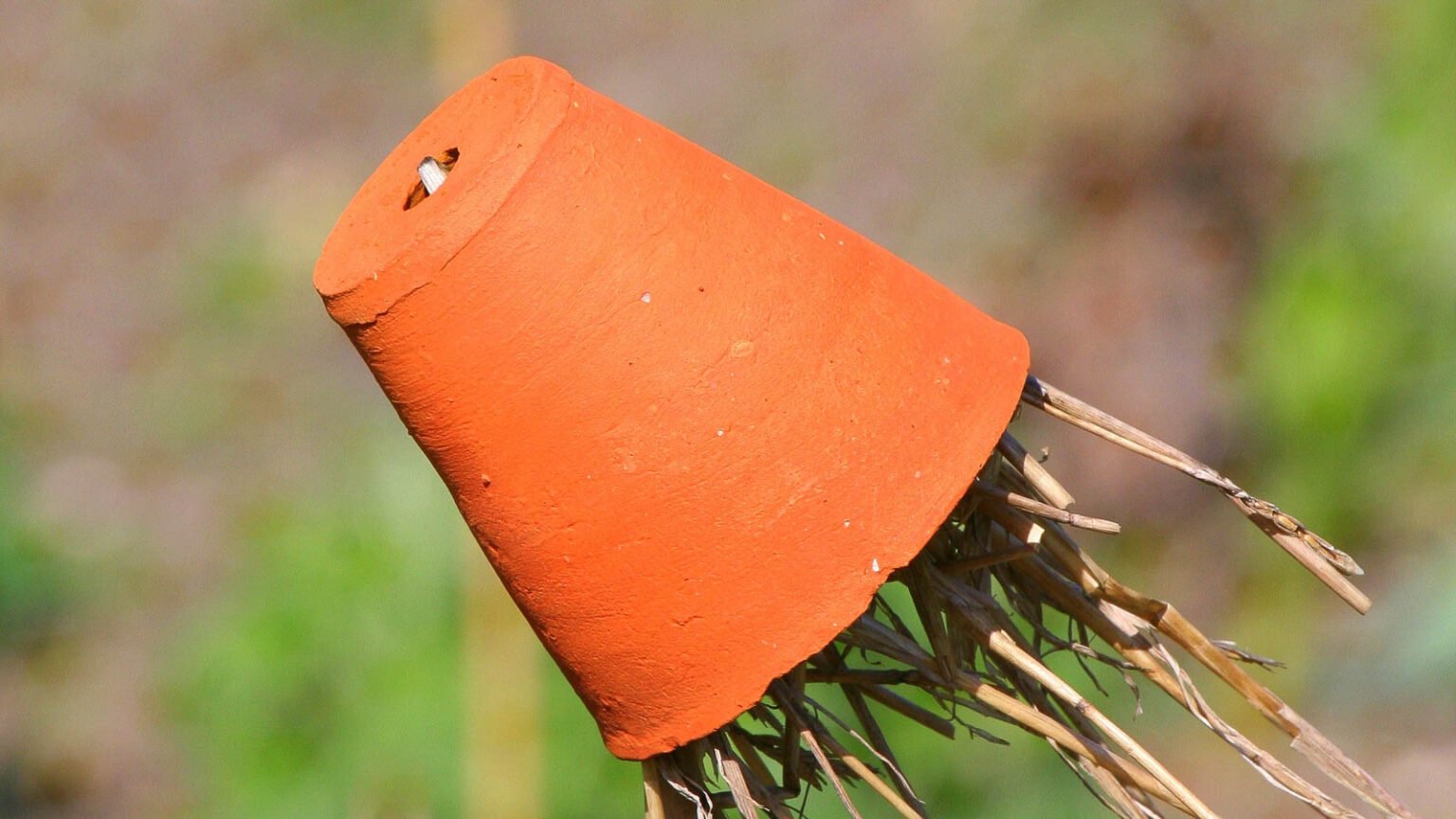 How To Identify and Get Rid Of Earwigs