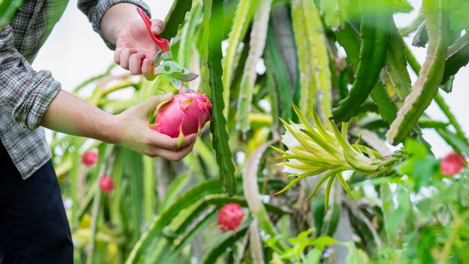 How to Grow Dragon Fruit From Seed: A Beginner Guide