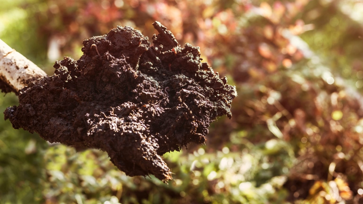 How to Plant, Grow, and Care For Lamb’s Ear Plants