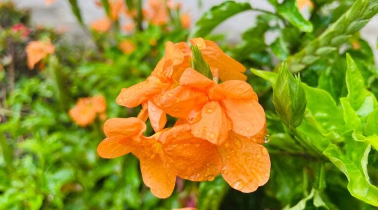 How to Plant, Grow, and Care for Crossandra