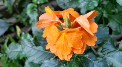 How to Plant, Grow, and Care for Crossandra