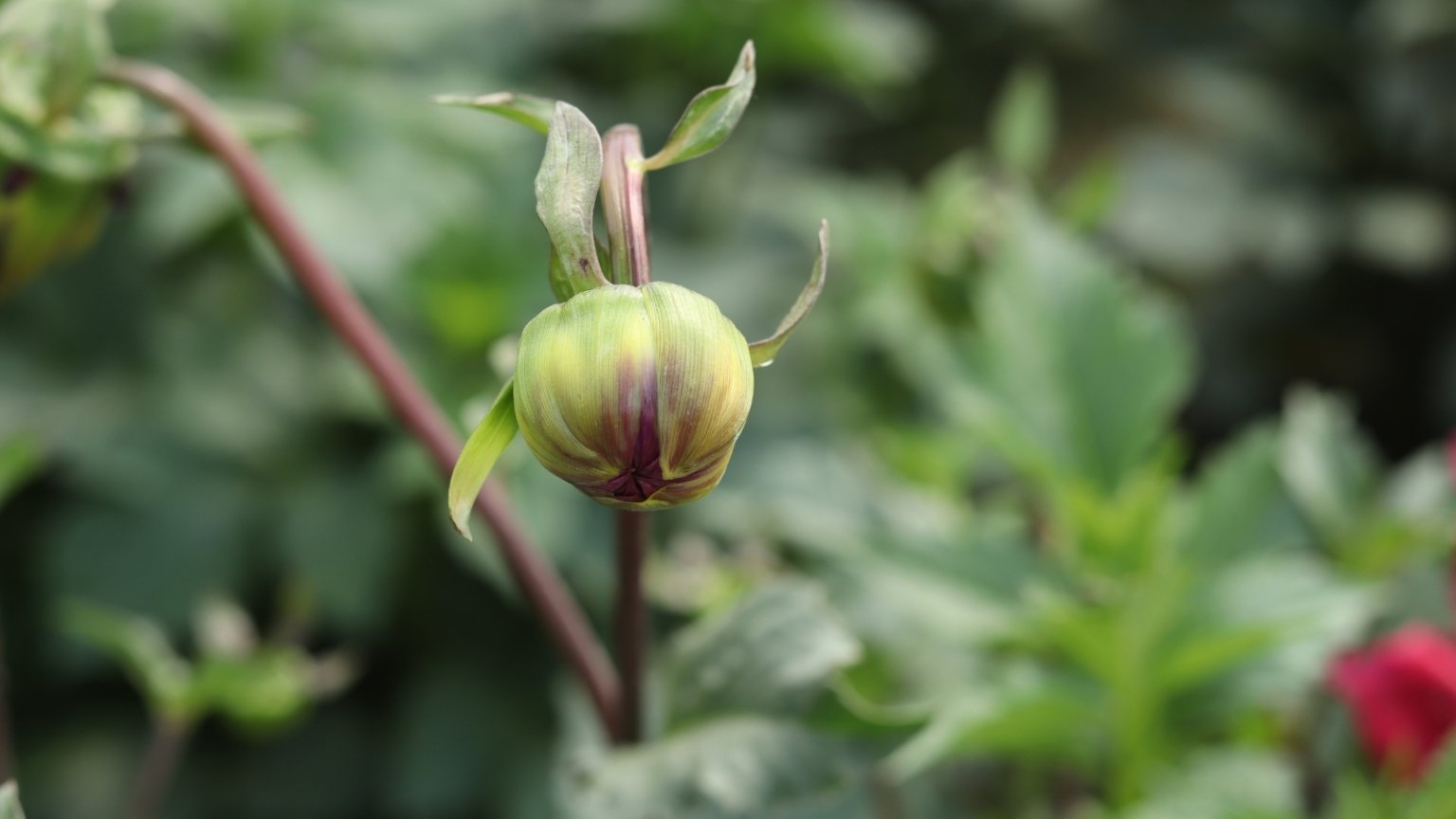 23 Flowers You Should Always Cut in the Bud Stage