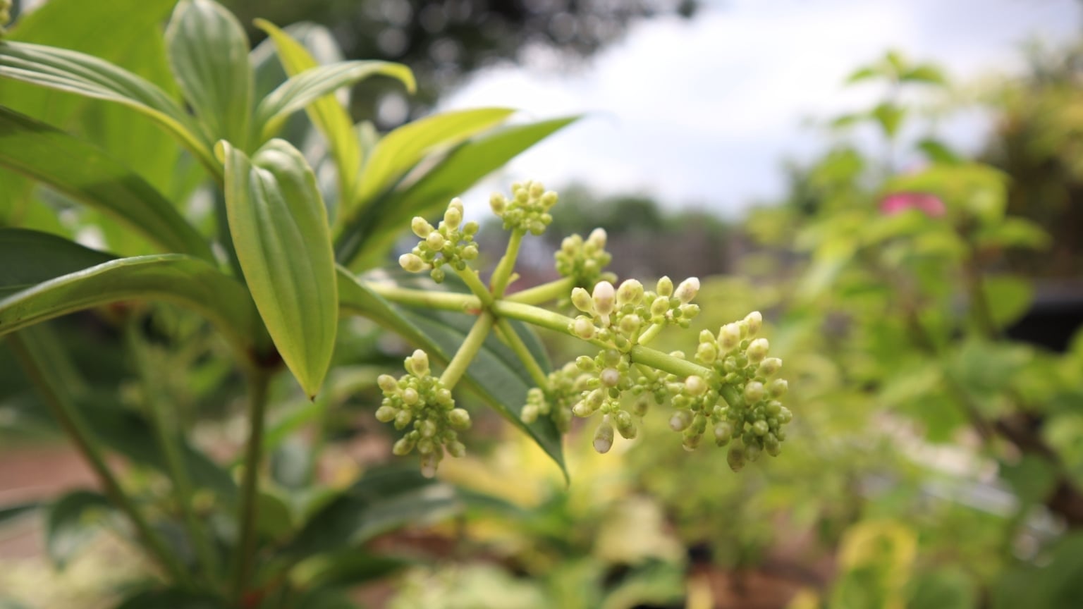How to Plant, Grow, and Care for Madder Root