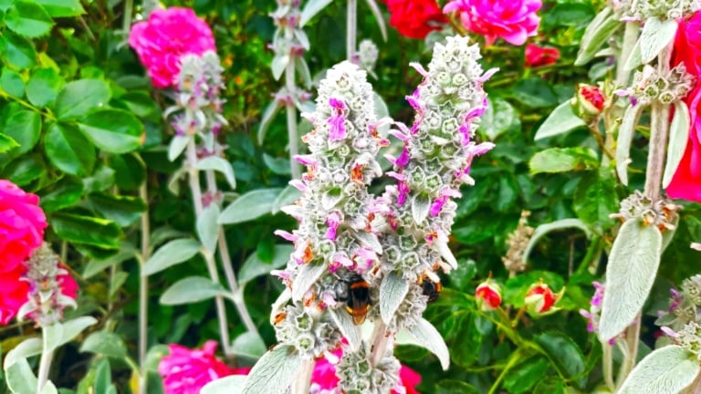 How to Plant, Grow, and Care For Lamb’s Ear Plants